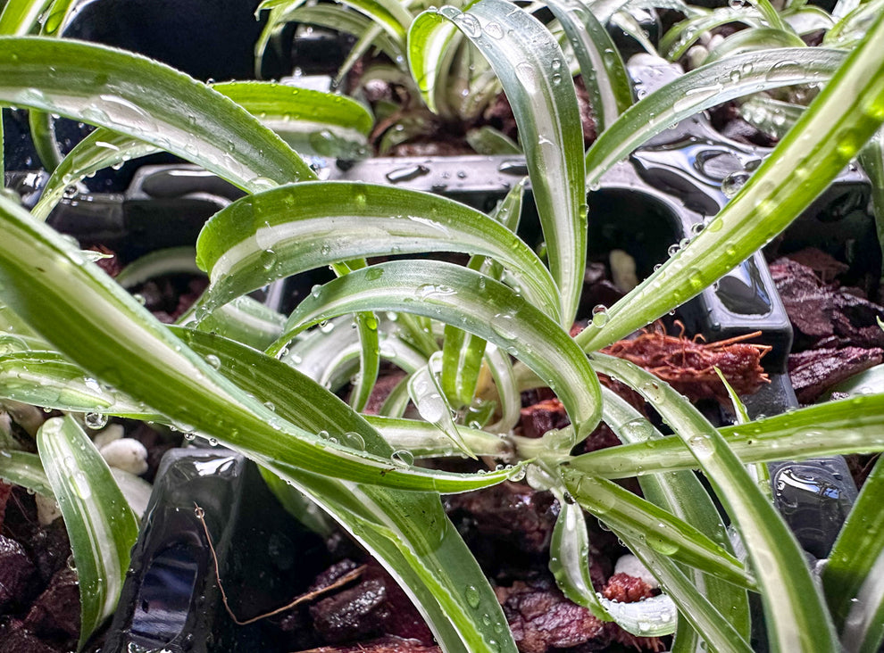 Chlorophytum comosum "Bonnie" | Spider Plant – Rare Roots Of Joy